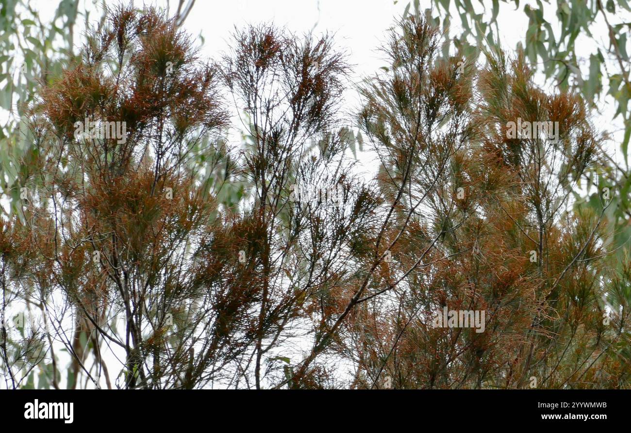 Sheoaks hi-res stock photography and images - Alamy