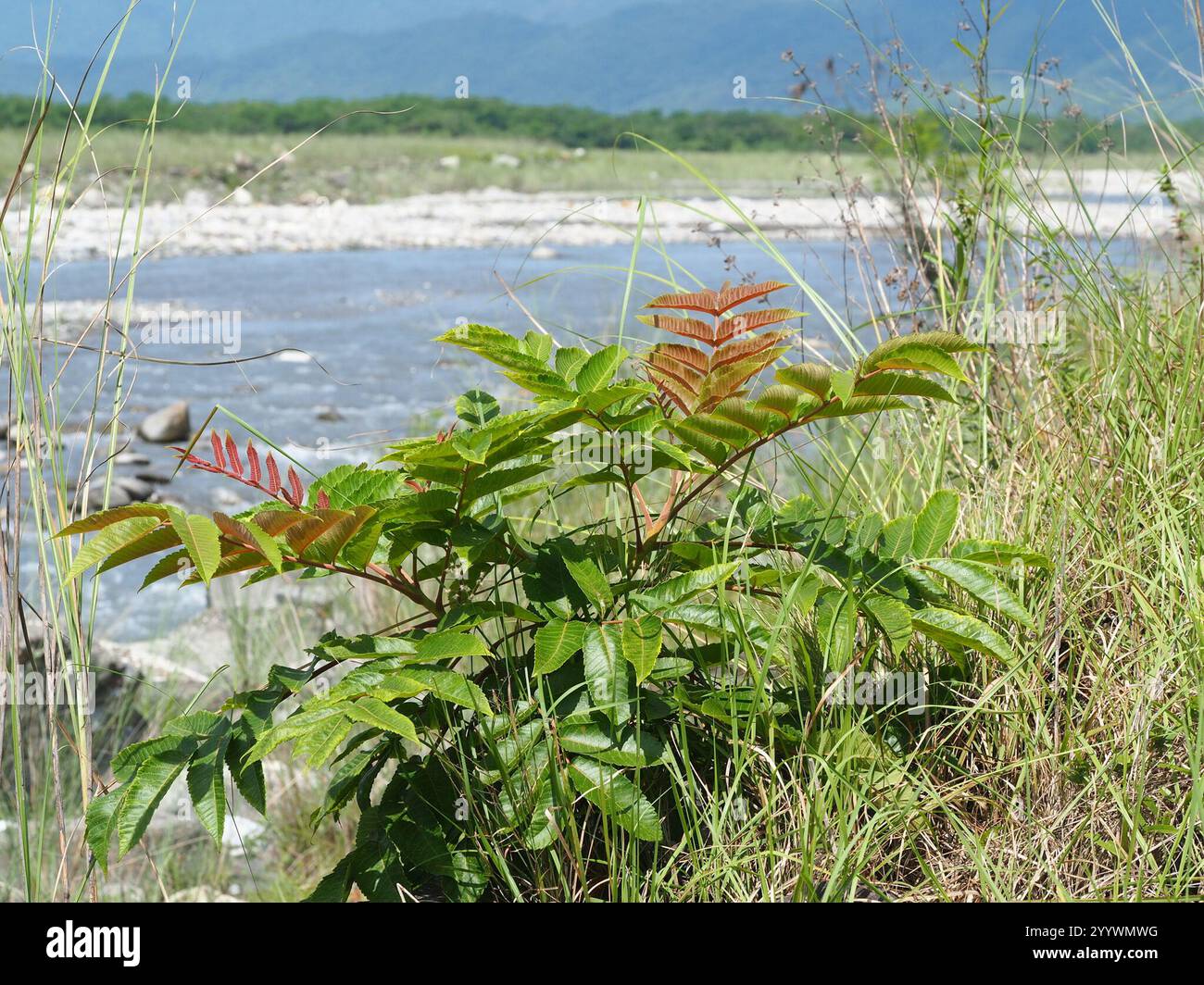 (Rhus chinensis roxburghii Stock Photo - Alamy