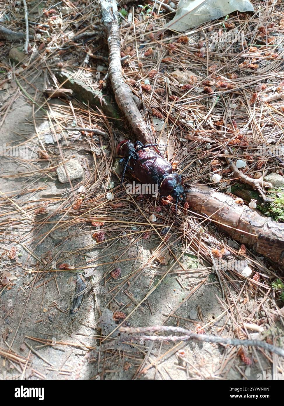 Tooth-necked Longhorn Beetle (Prionus pocularis Stock Photo - Alamy