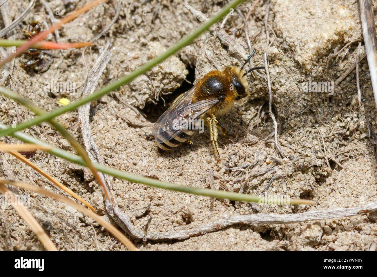 Cellophane Bees (Colletes Stock Photo - Alamy