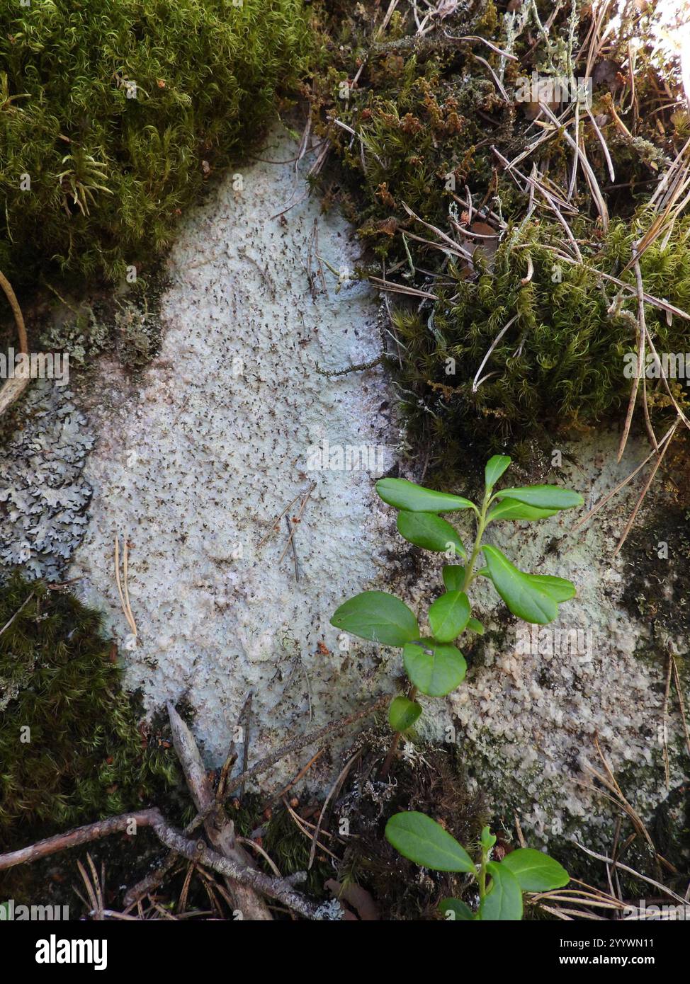 Brown Beret Lichen (Baeomyces rufus Stock Photo - Alamy