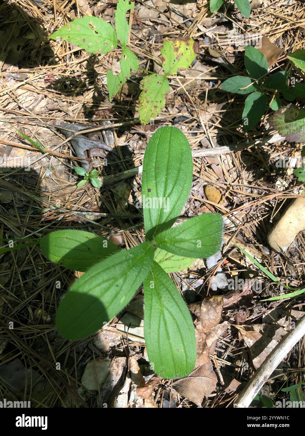 Marbleseed hi-res stock photography and images - Alamy