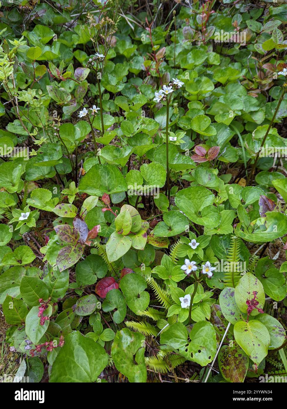 Deer-cabbage (Nephrophyllidium crista-galli Stock Photo - Alamy