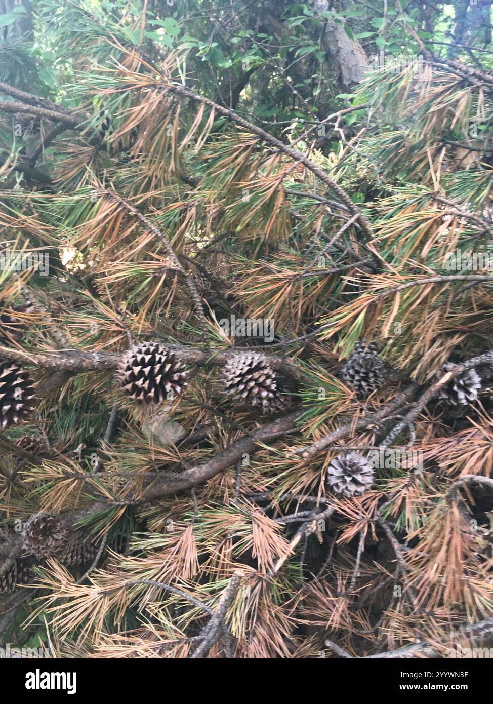 Table Mountain pine (Pinus pungens Stock Photo - Alamy