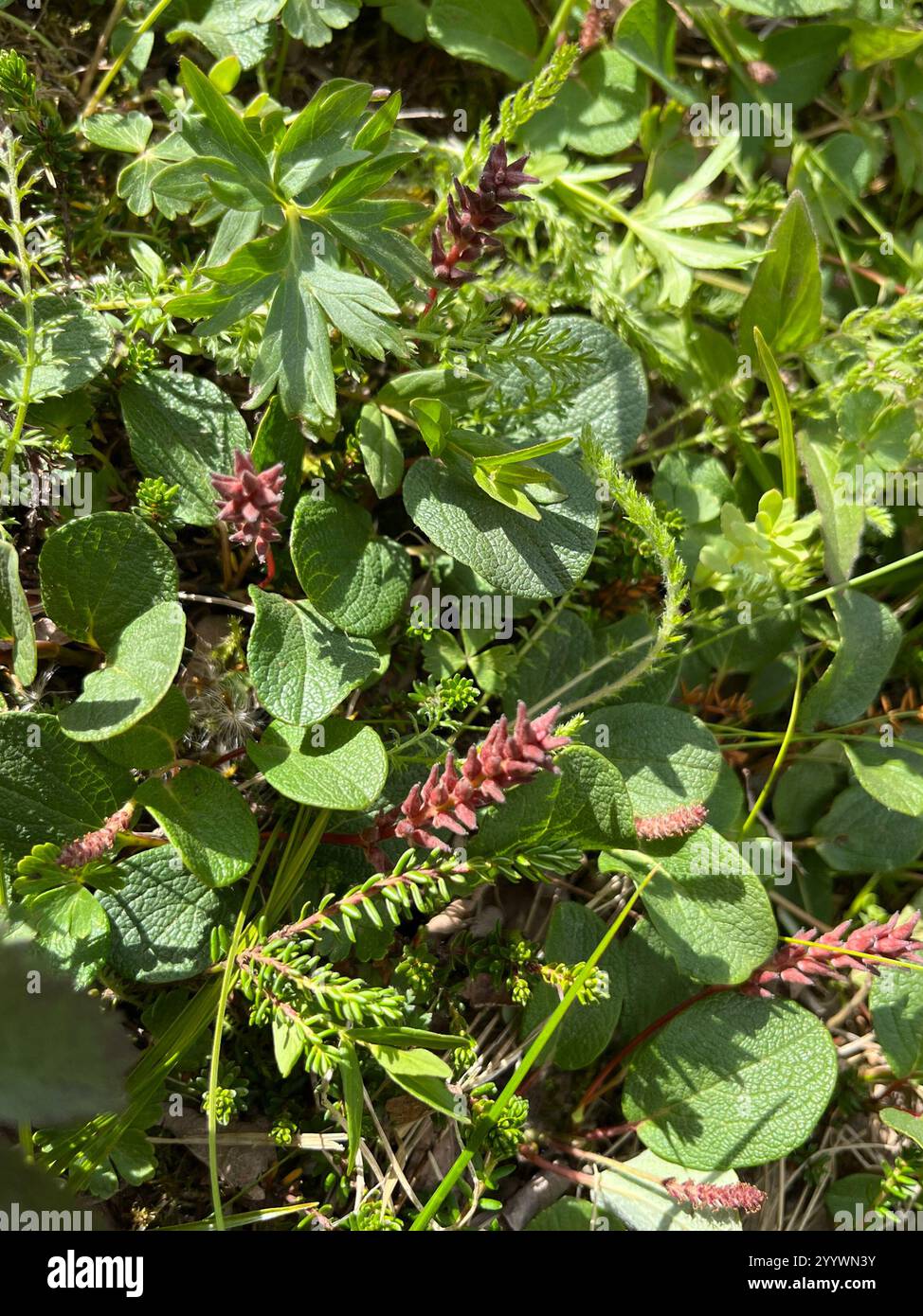 Net-leaved Willow (Salix reticulata Stock Photo - Alamy