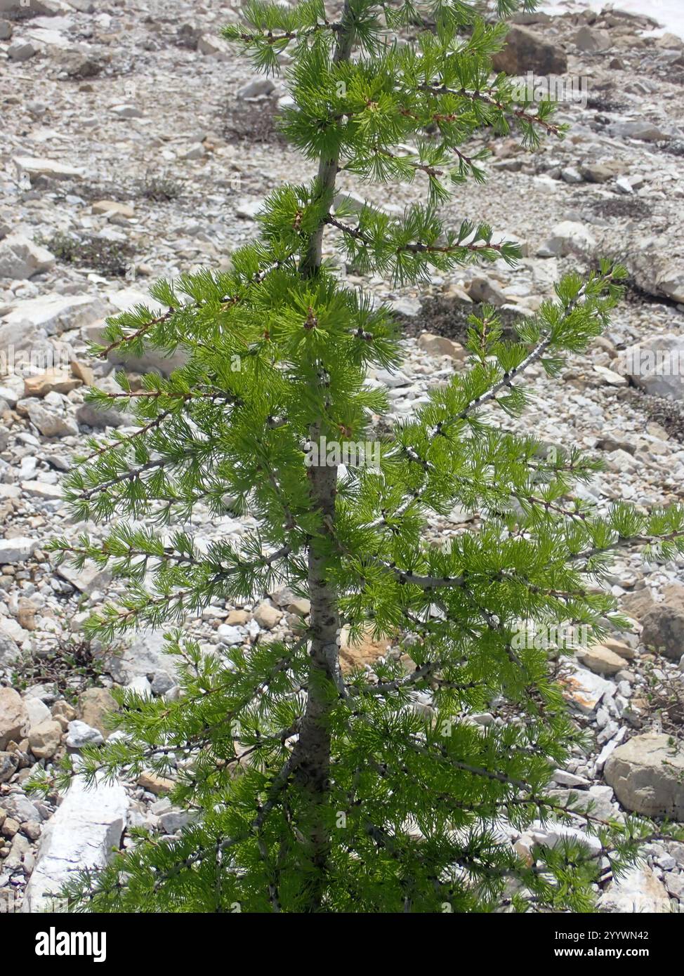 subalpine larch (Larix lyallii Stock Photo - Alamy