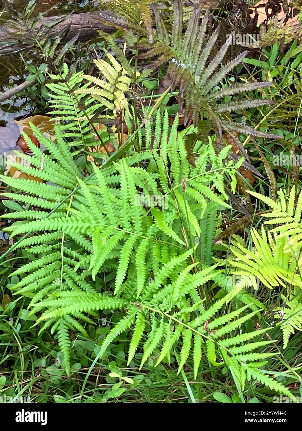 Swamp Shield-fern (Cyclosorus interruptus Stock Photo - Alamy