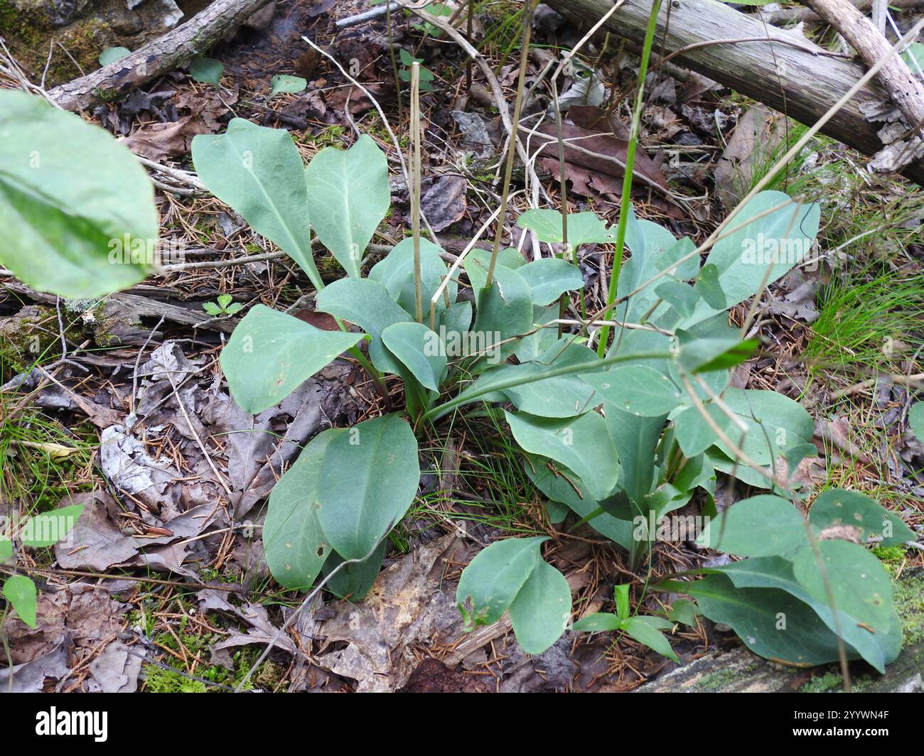 Two-flower Dwarf-dandelion (Krigia biflora Stock Photo - Alamy