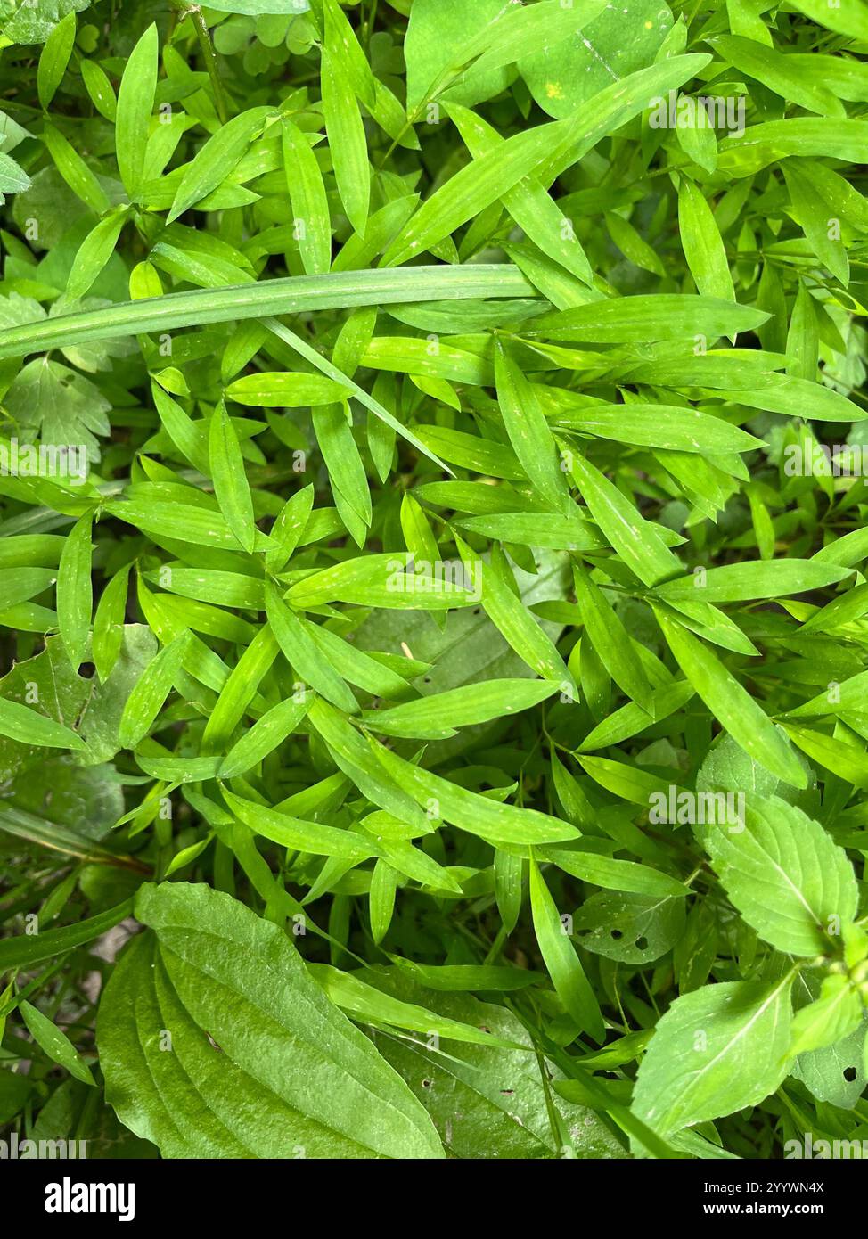 Japanese stiltgrass (Microstegium vimineum Stock Photo - Alamy
