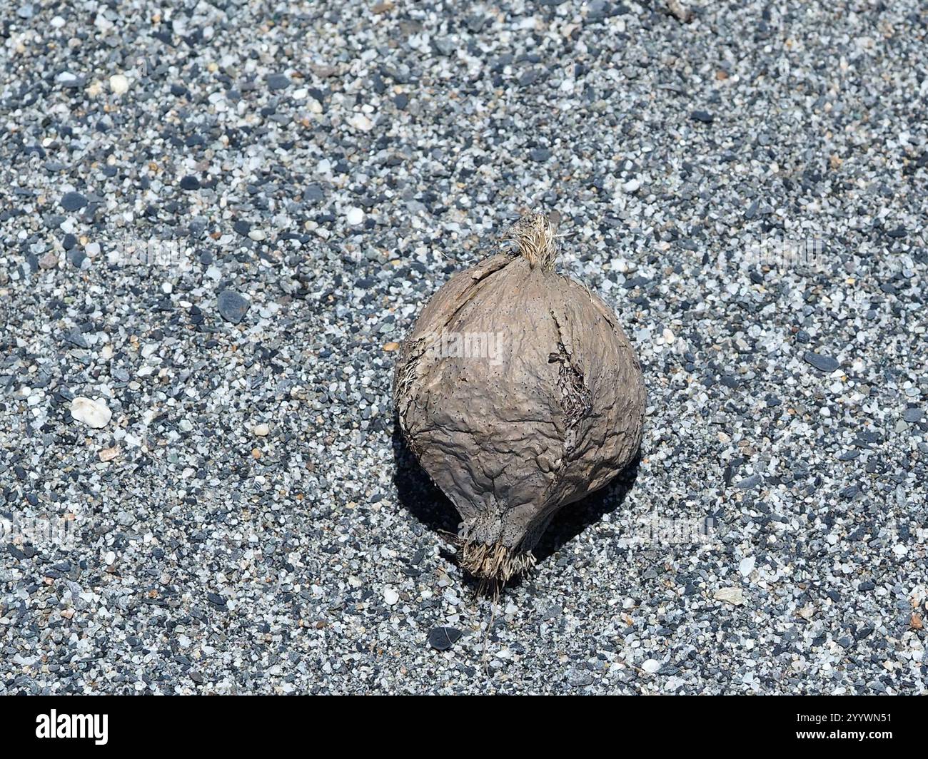 Fish Poison Tree (Barringtonia asiatica Stock Photo - Alamy