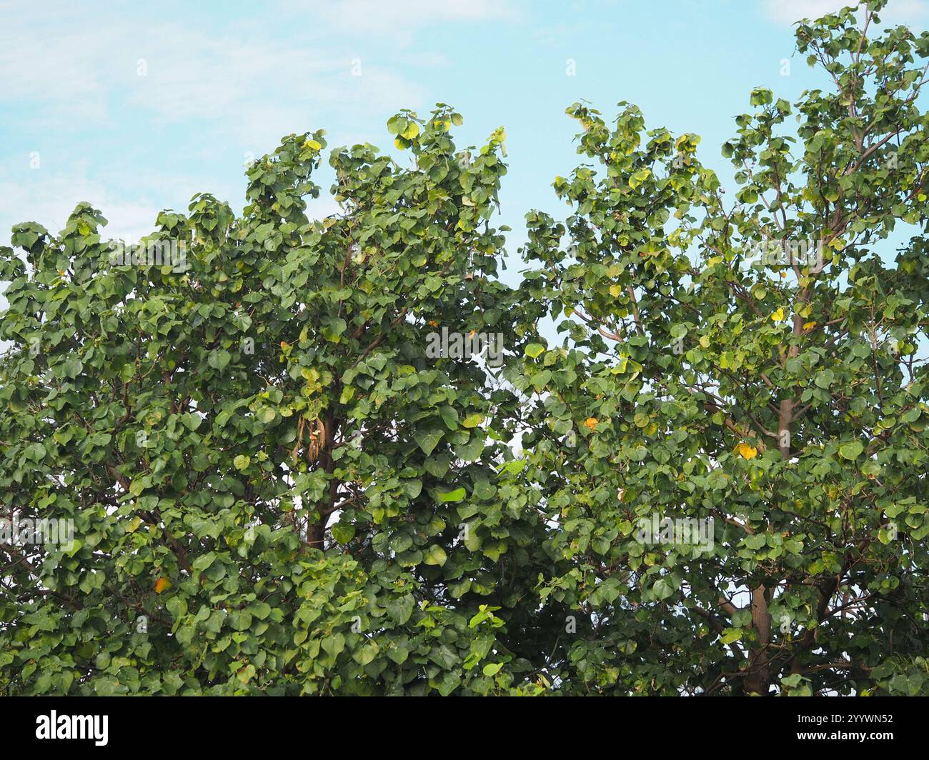 sea hibiscus (Hibiscus tiliaceus Stock Photo - Alamy