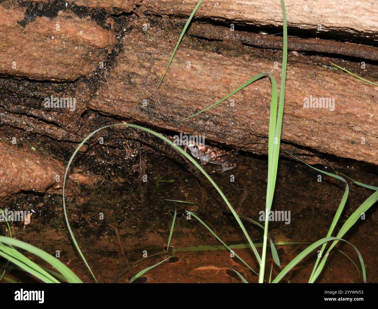 Marbled rubber frog (Phrynomantis annectens Stock Photo - Alamy