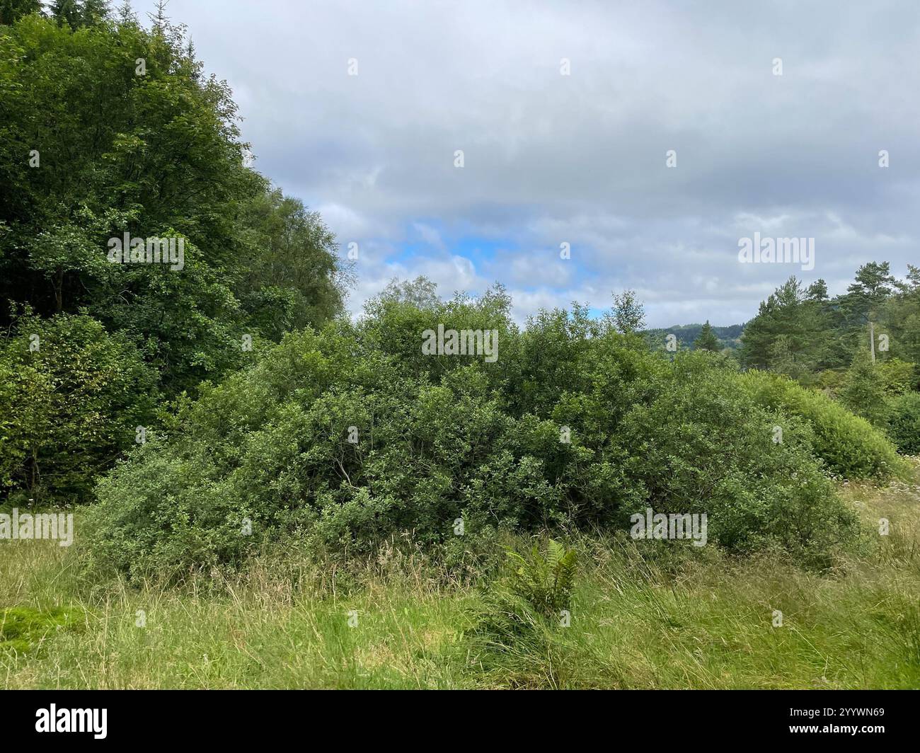 Eared Willow (Salix aurita Stock Photo - Alamy