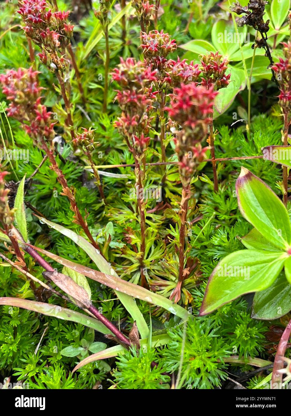 Partridgefoot (Luetkea pectinata Stock Photo - Alamy