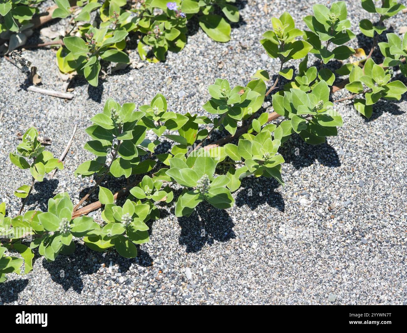 Beach Vitex (Vitex rotundifolia Stock Photo - Alamy