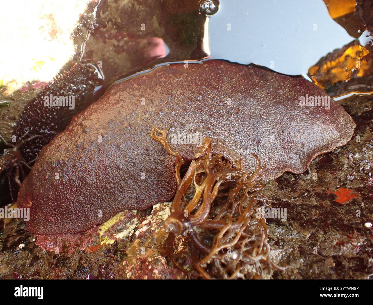 Gumboot Chiton (Cryptochiton stelleri Stock Photo - Alamy
