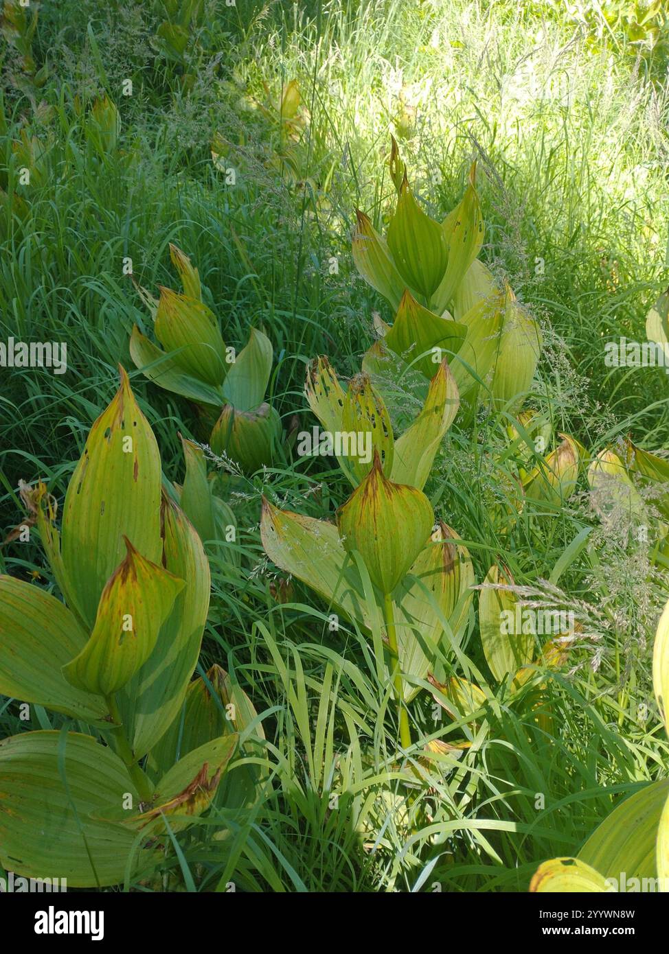 false hellebores (Veratrum Stock Photo - Alamy