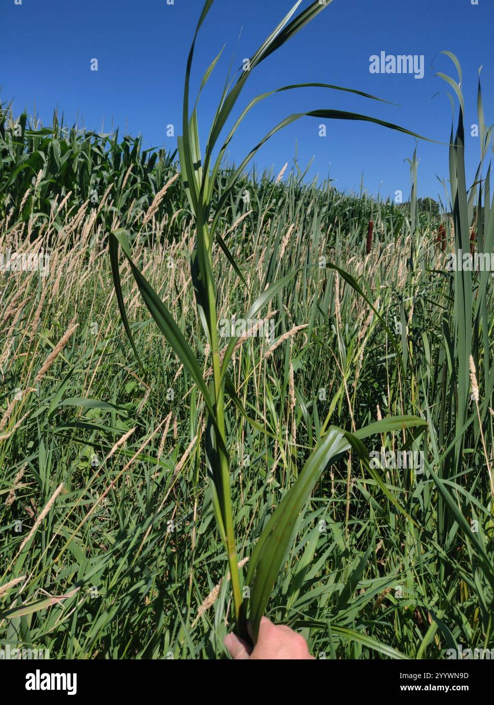 river bulrush (Bolboschoenus fluviatilis Stock Photo - Alamy