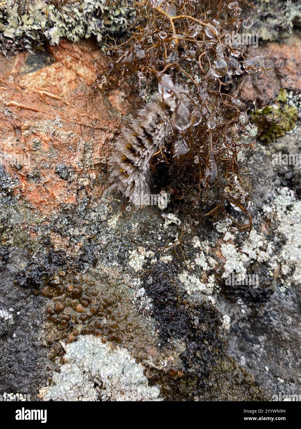 Ross' Tussock Moth (Gynaephora rossii Stock Photo - Alamy