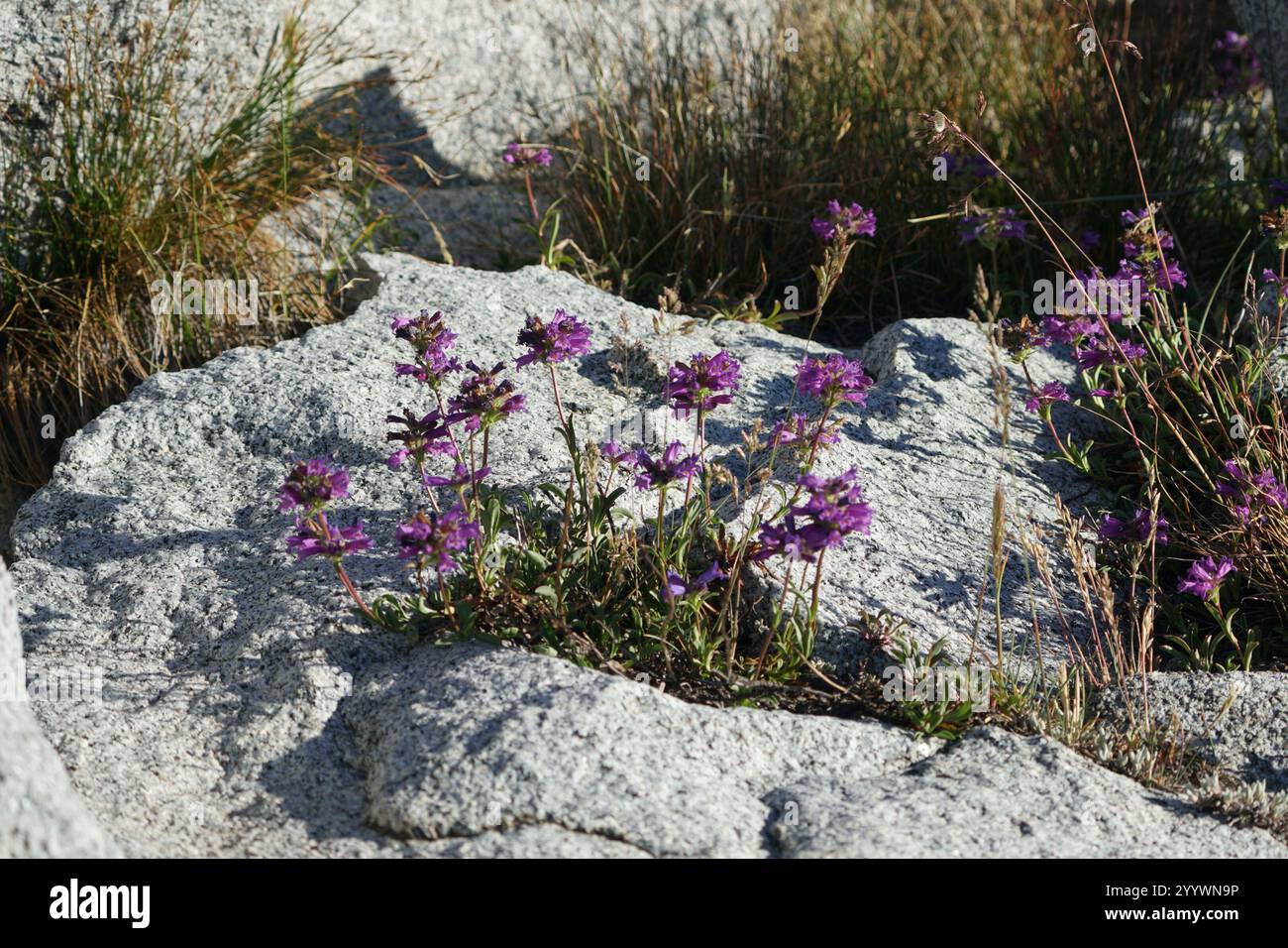 Sierra Penstemon (Penstemon heterodoxus Stock Photo - Alamy