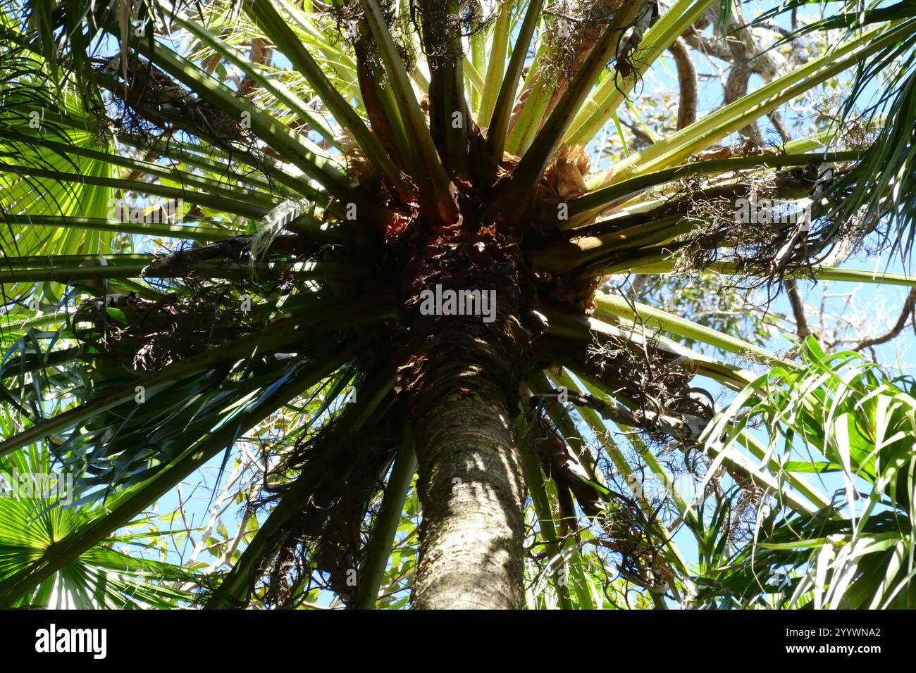 Australian Fan Palm (Livistona australis Stock Photo - Alamy