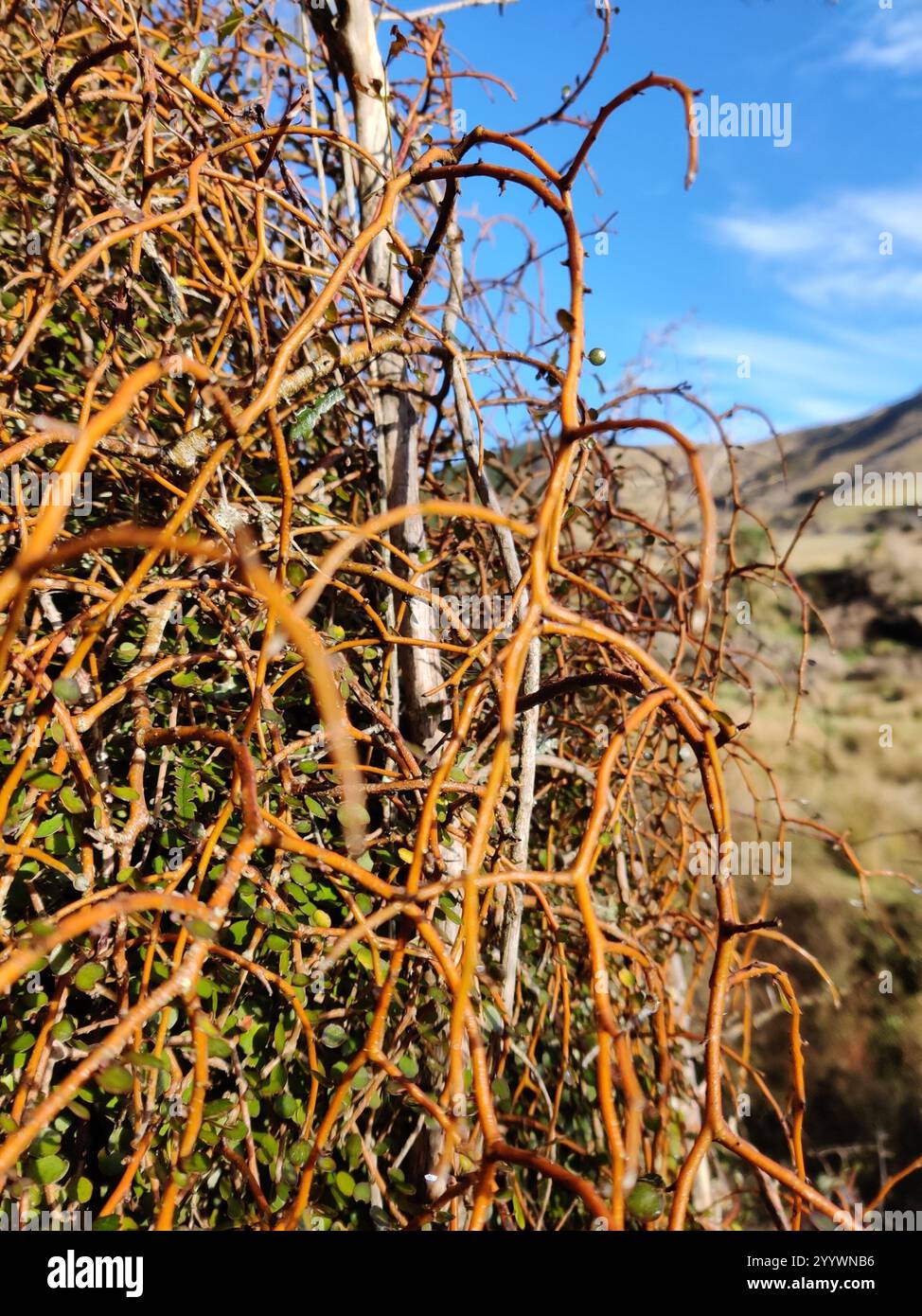 Weeping Mapou (Myrsine divaricata Stock Photo - Alamy
