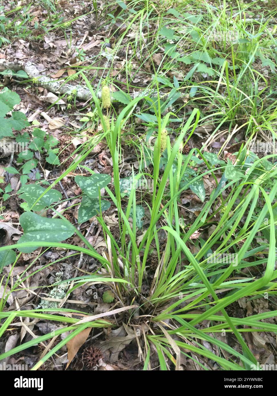 cattail sedge (Carex typhina Stock Photo - Alamy