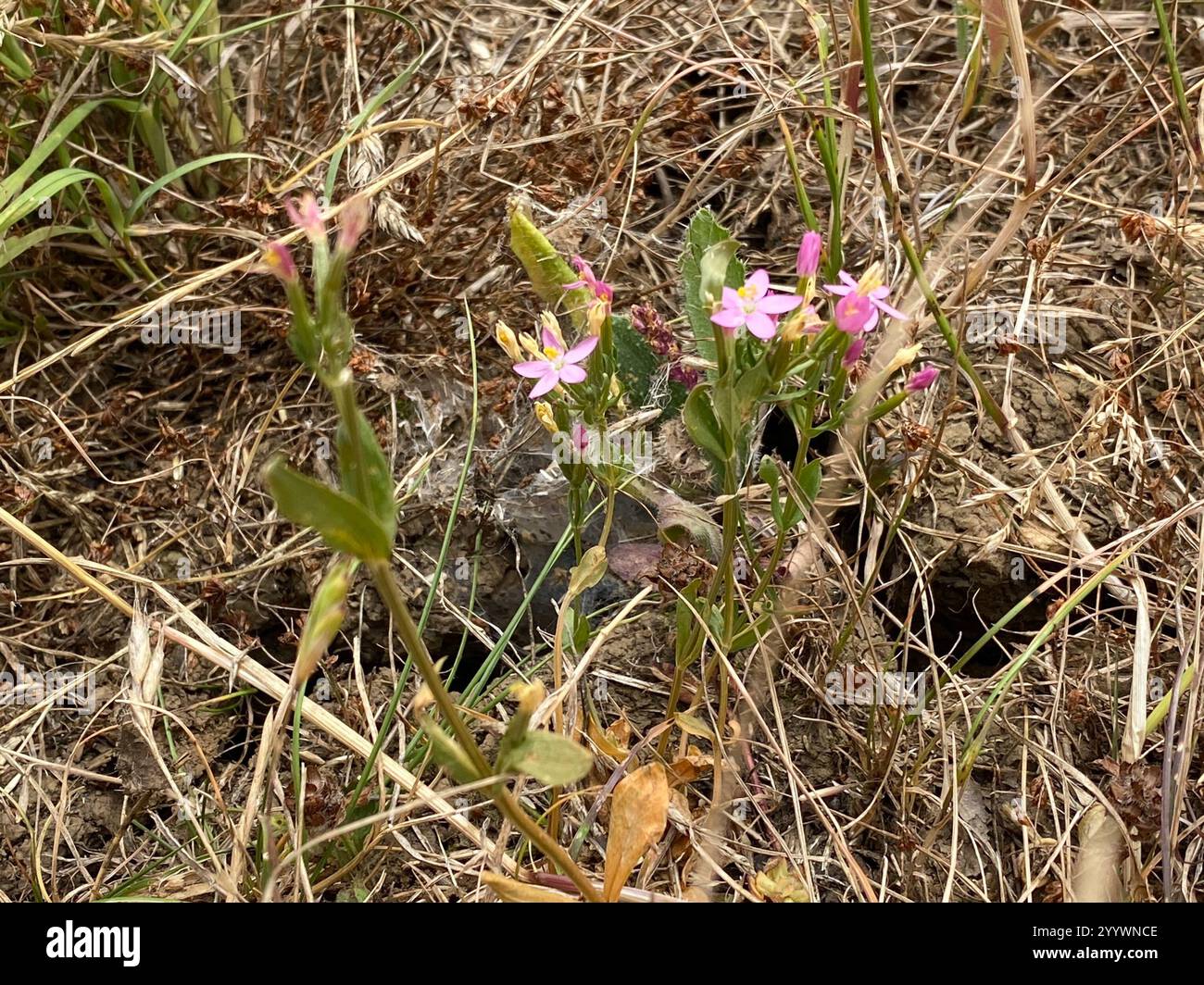 Lesser Centaury (Centaurium pulchellum Stock Photo - Alamy
