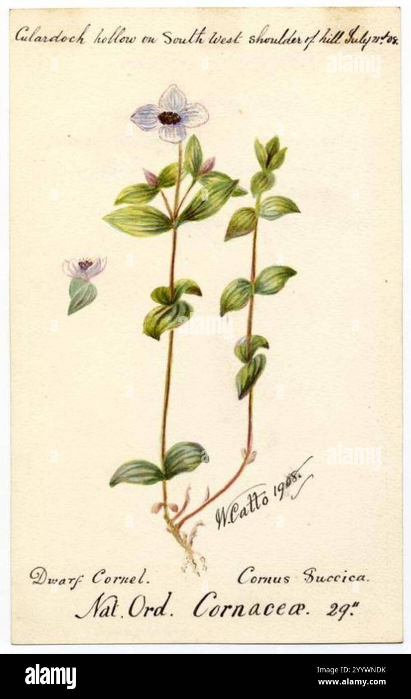 Dwarf Cornel (cornus succica) - William Catto Stock Photo - Alamy