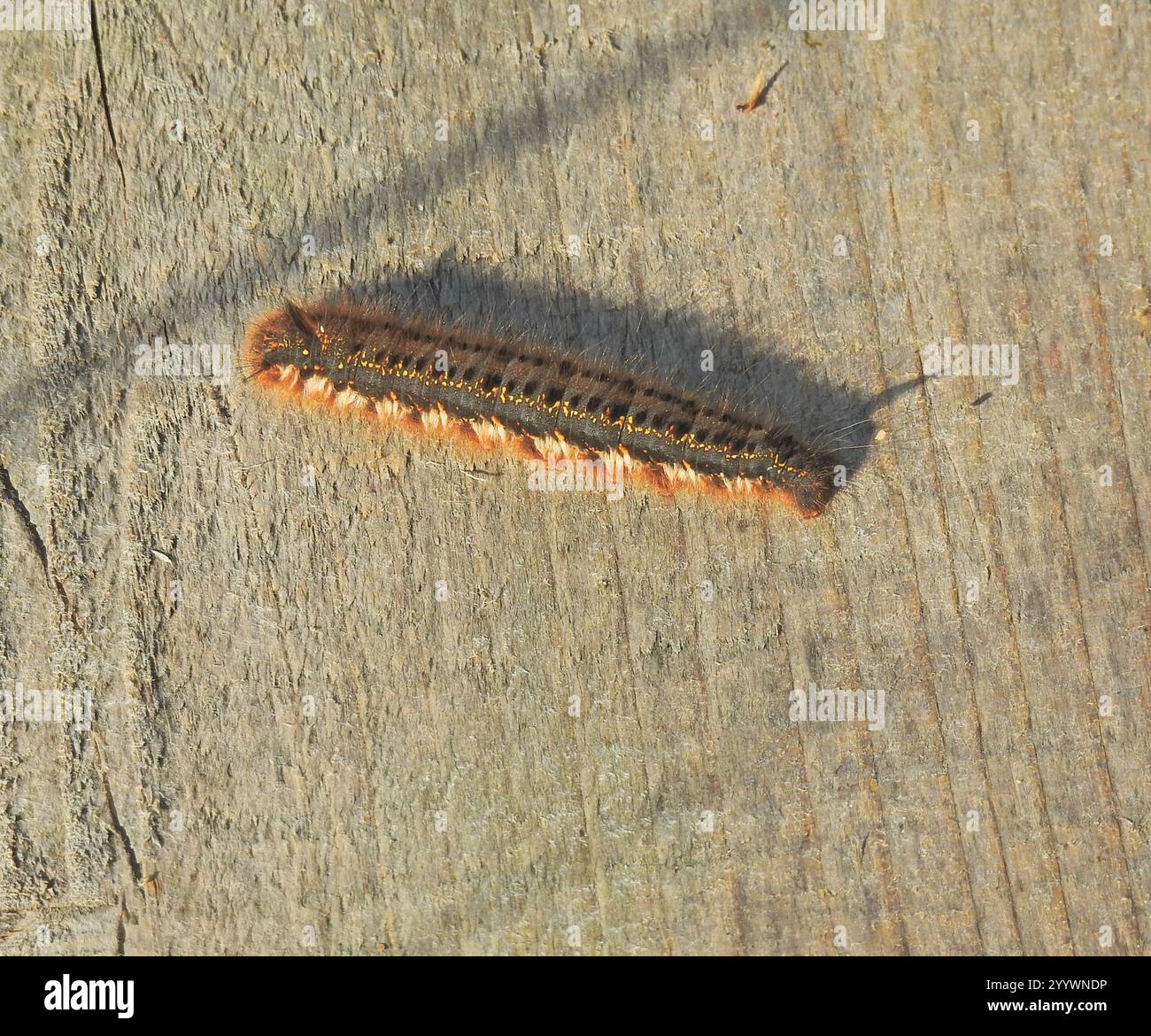 Drinker Moth (Euthrix potatoria Stock Photo - Alamy