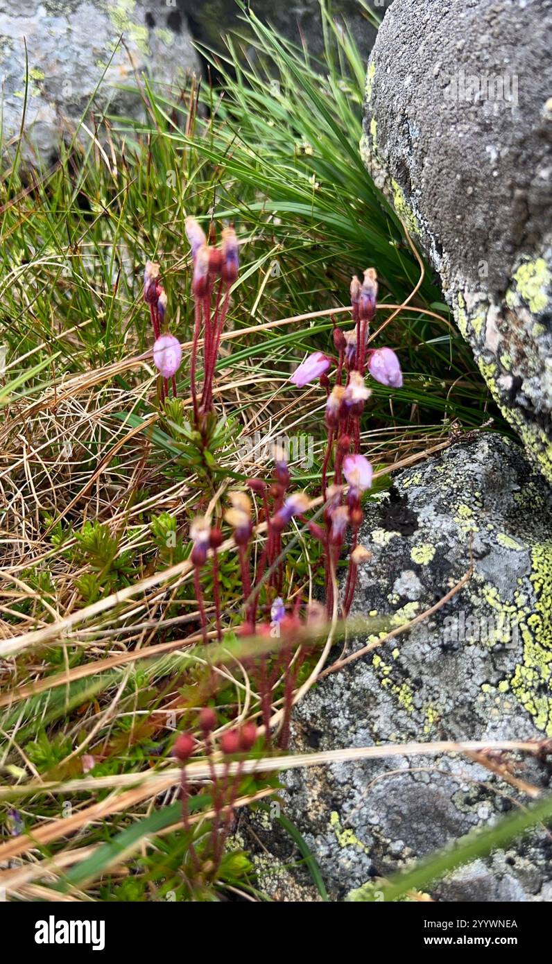Blue Mountain-heath (Phyllodoce caerulea Stock Photo - Alamy