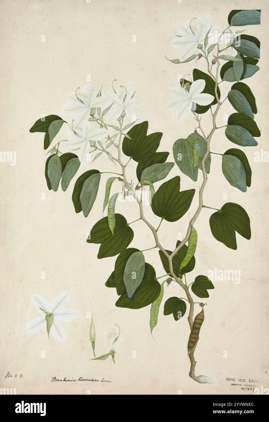 Dwarf white bauhinia dwarf white orchid tree - Ram Das - 19 1927 2 26 ...