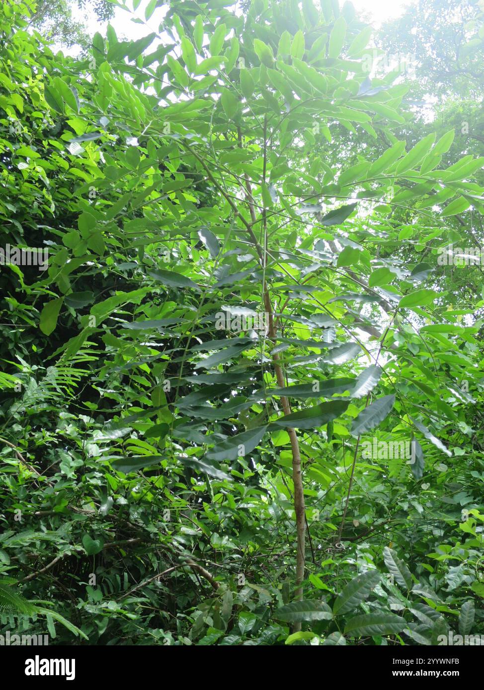 African mahogany (Khaya senegalensis Stock Photo - Alamy