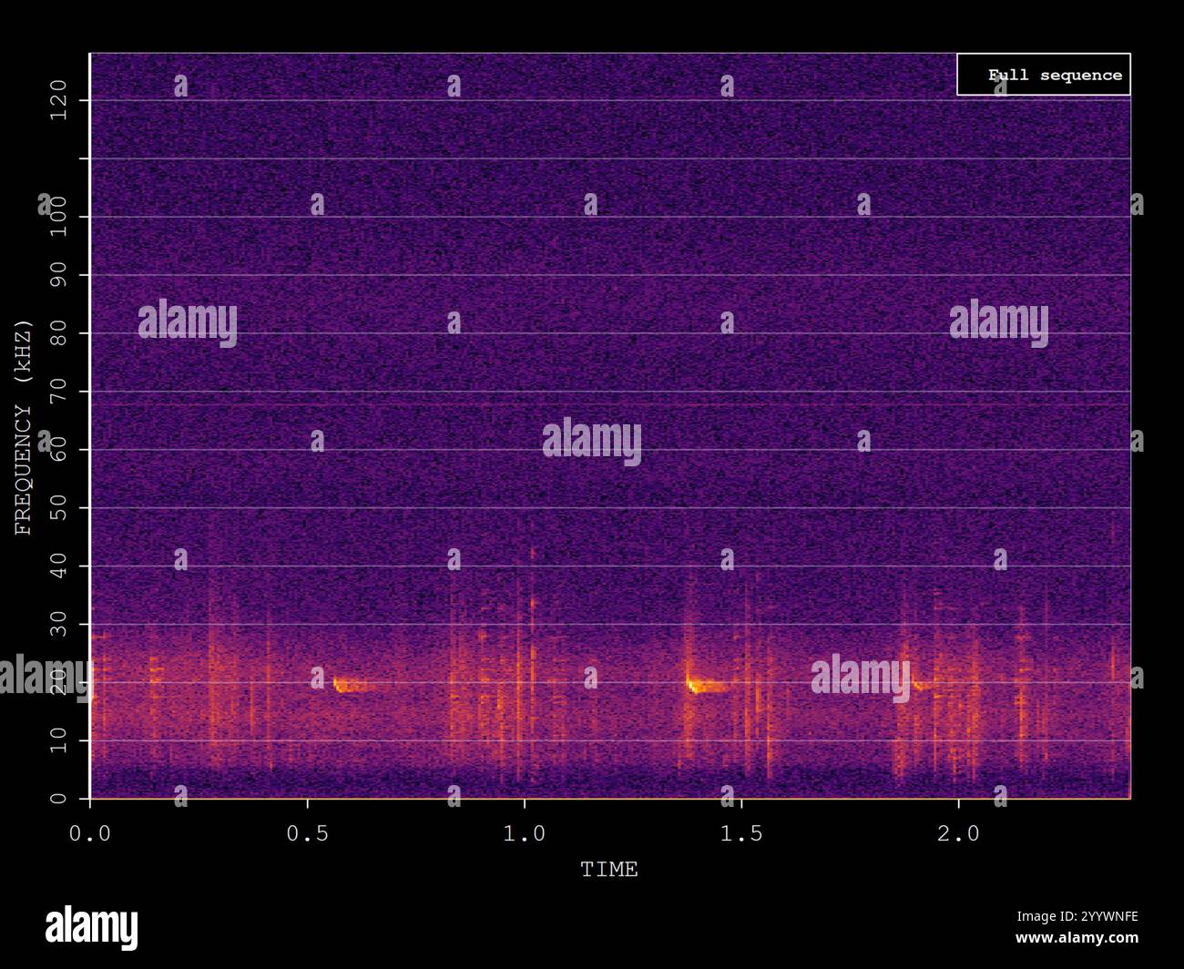 Common Noctule (Nyctalus noctula Stock Photo - Alamy