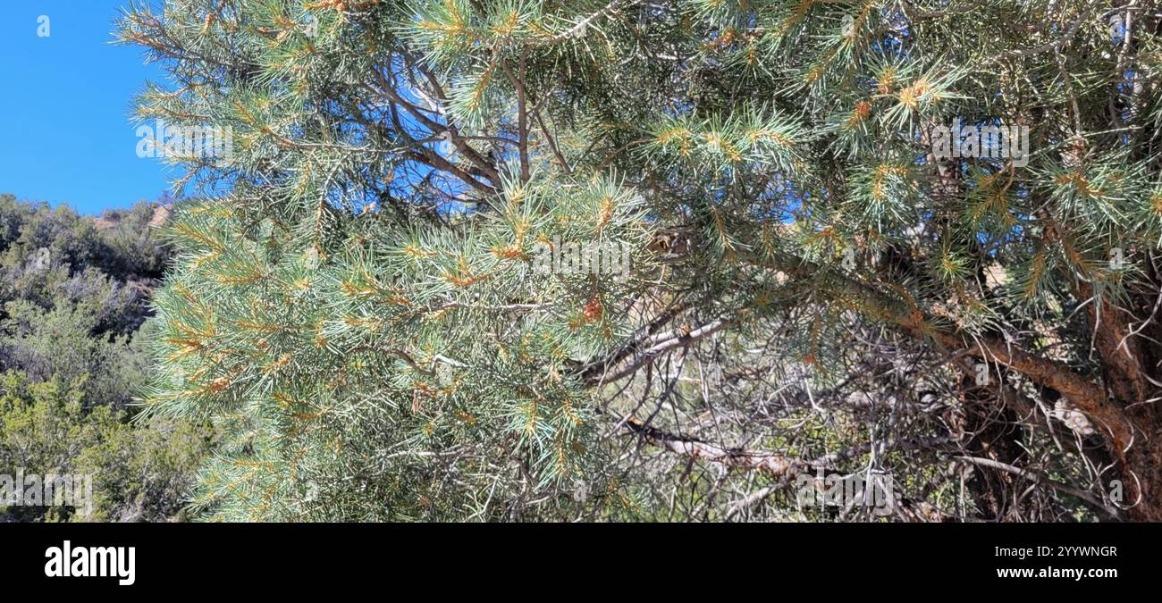 singleleaf pinyon (Pinus monophylla Stock Photo - Alamy