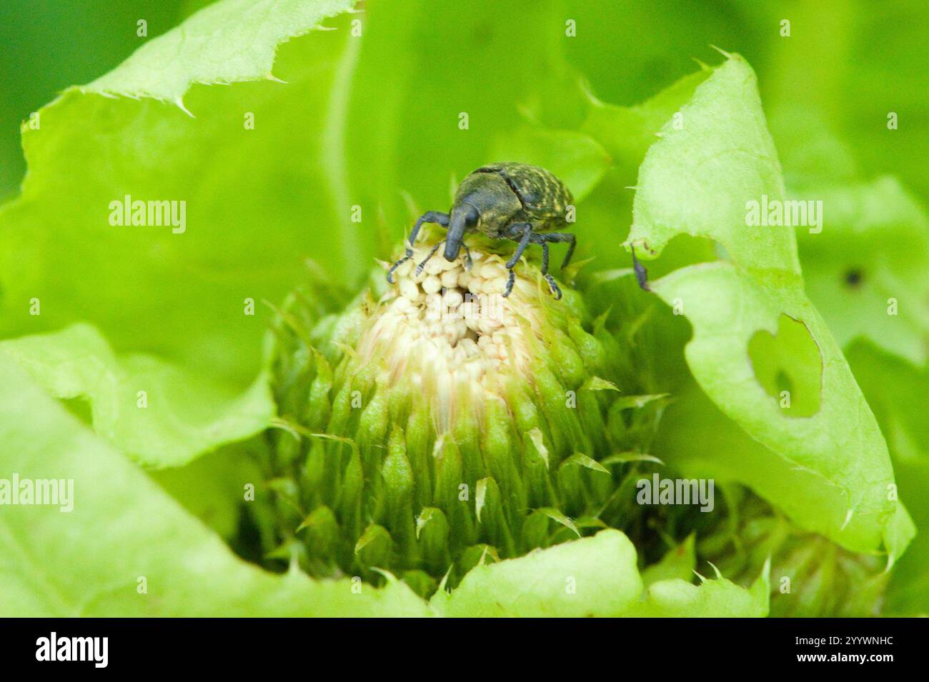 Cylindrical weevil hi-res stock photography and images - Alamy