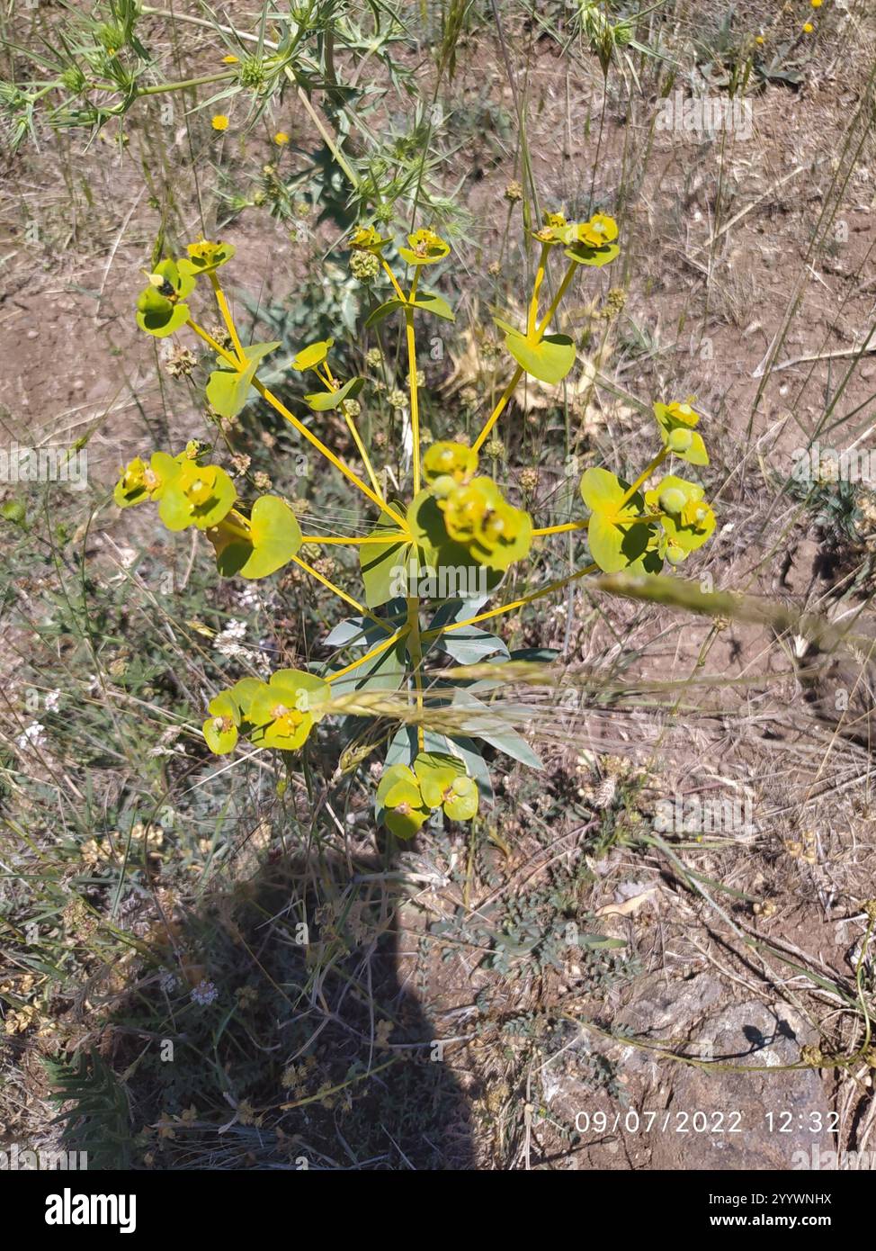 steppe spurge (Euphorbia seguieriana Stock Photo - Alamy