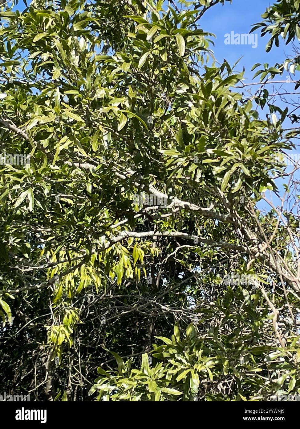 wonga vine (Pandorea pandorana Stock Photo - Alamy