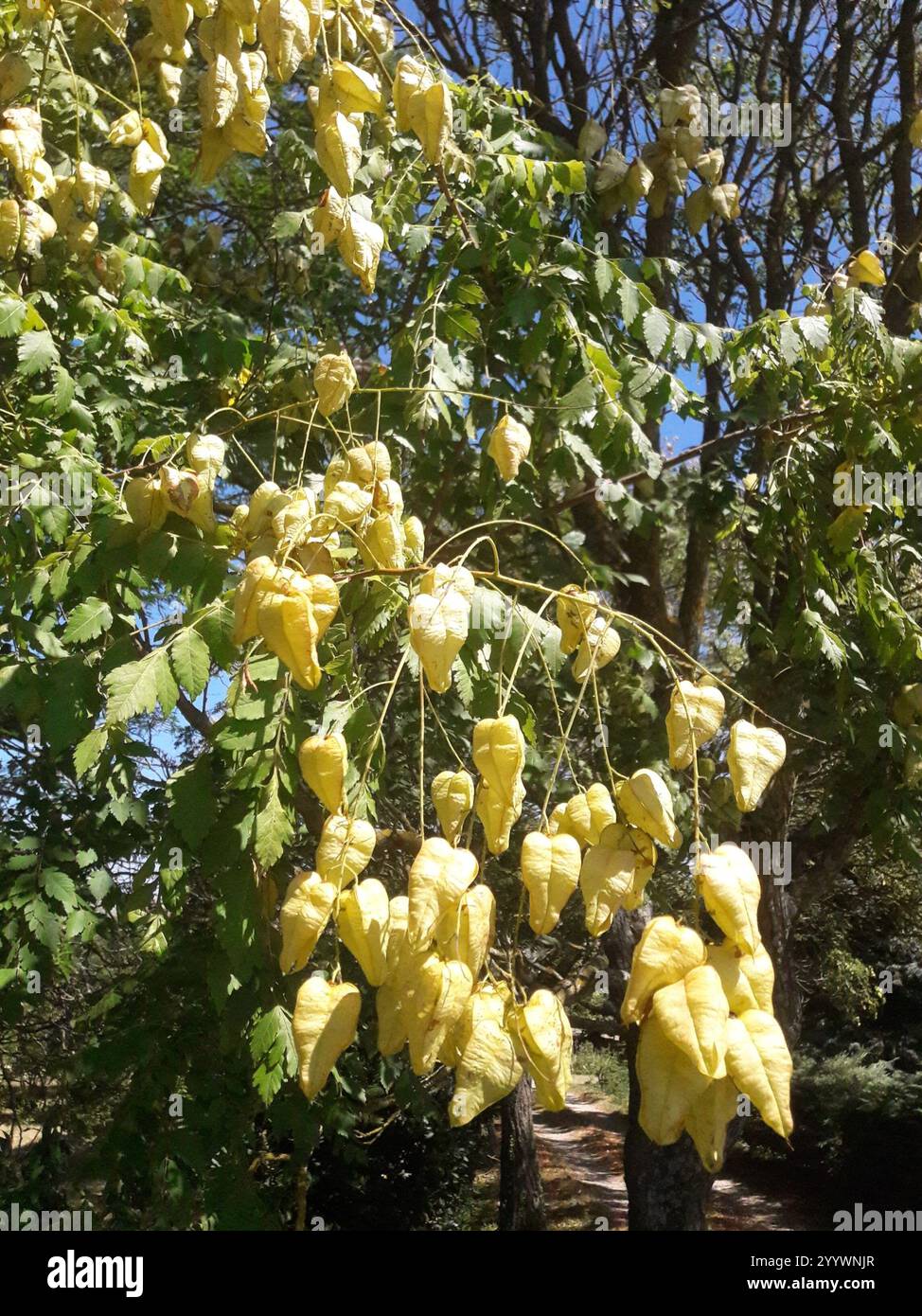 golden rain tree (Koelreuteria paniculata Stock Photo - Alamy