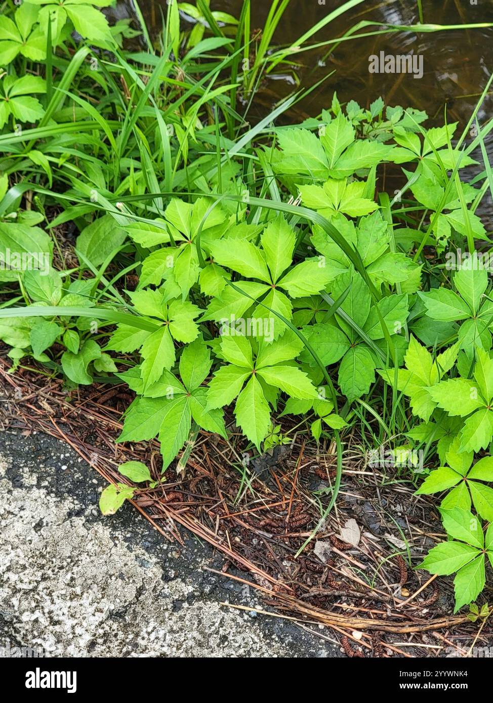thicket creeper (Parthenocissus inserta Stock Photo - Alamy