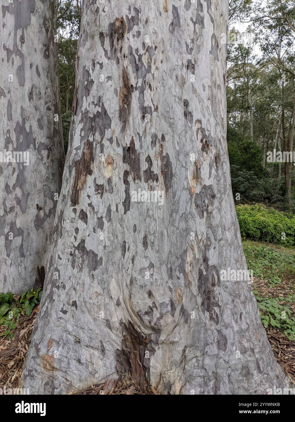 Spotted gum hi-res stock photography and images - Alamy