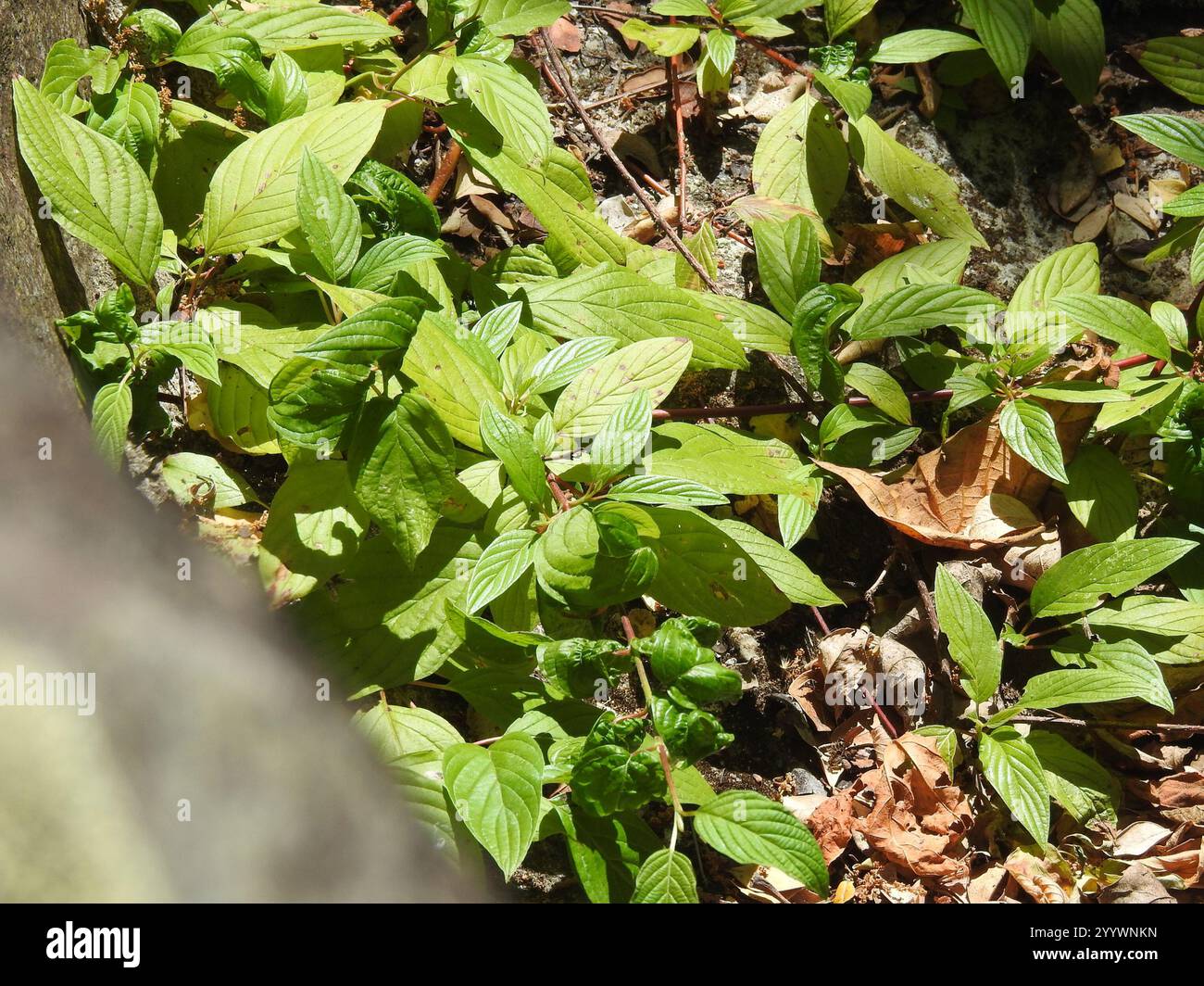 red osier dogwood (Cornus sericea Stock Photo - Alamy