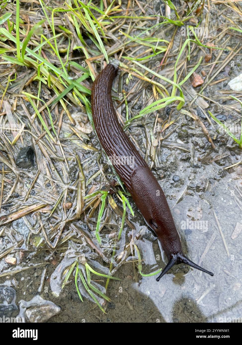 Arion Slugs (Arion Stock Photo - Alamy