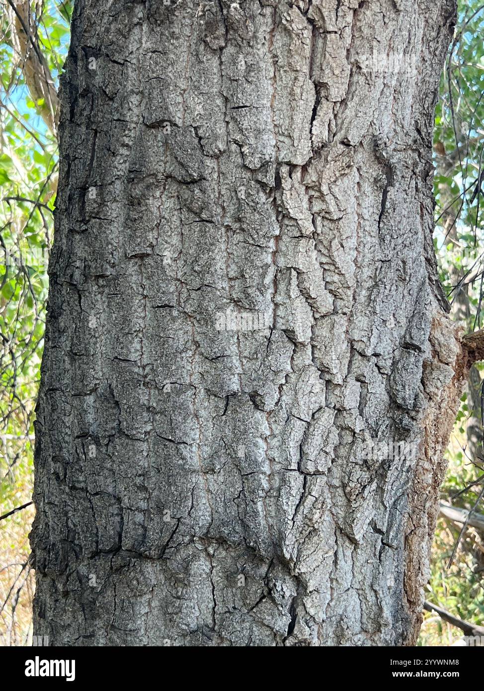 Plains cottonwood (Populus deltoides monilifera Stock Photo - Alamy