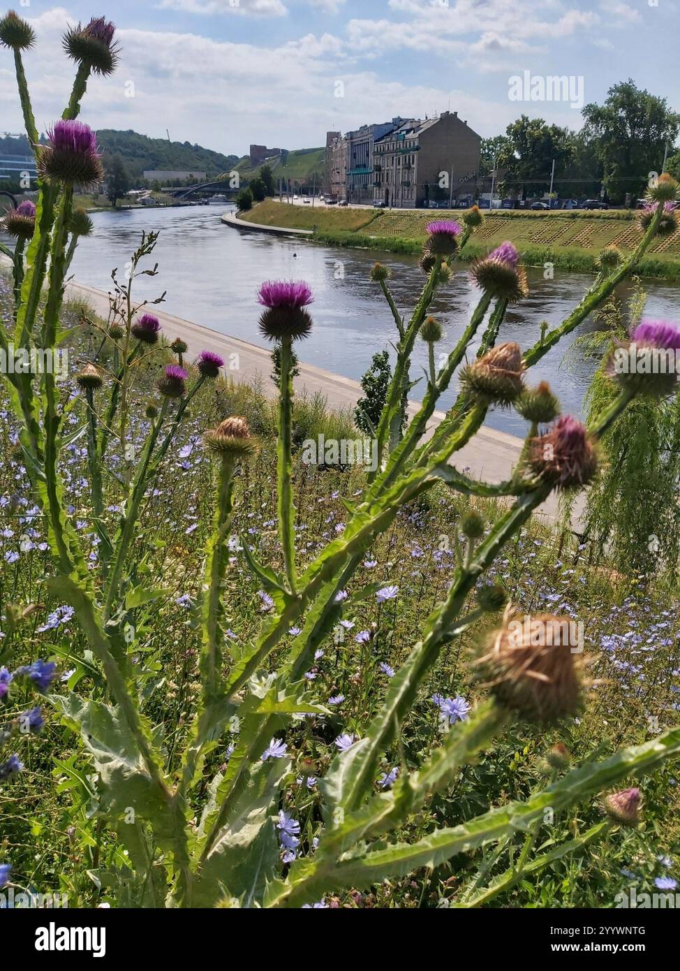 cotton thistle (Onopordum acanthium Stock Photo - Alamy