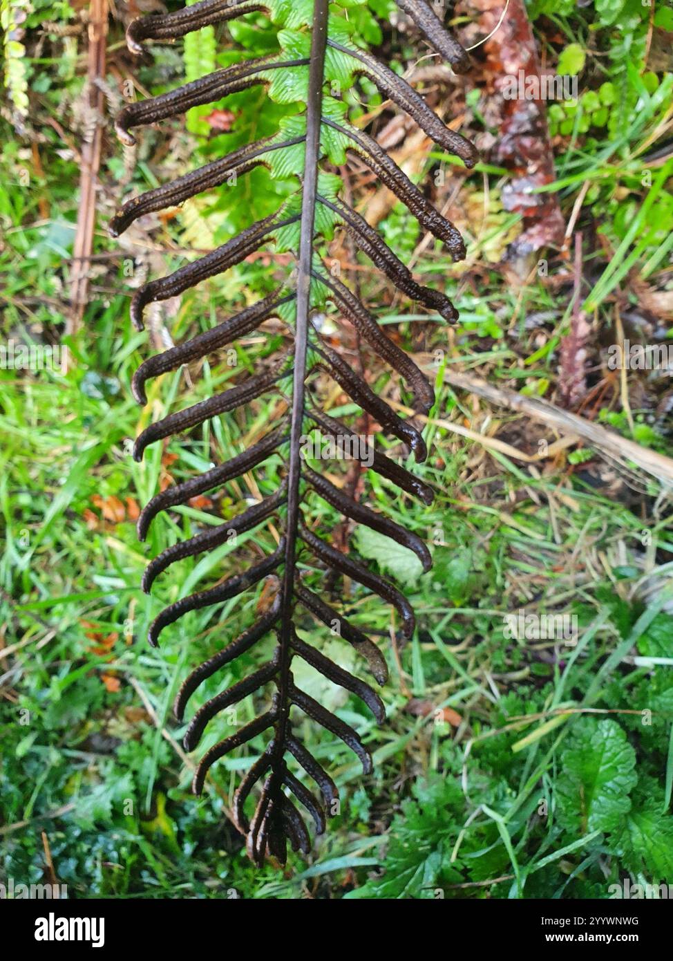 Lomaria discolor hi-res stock photography and images - Alamy