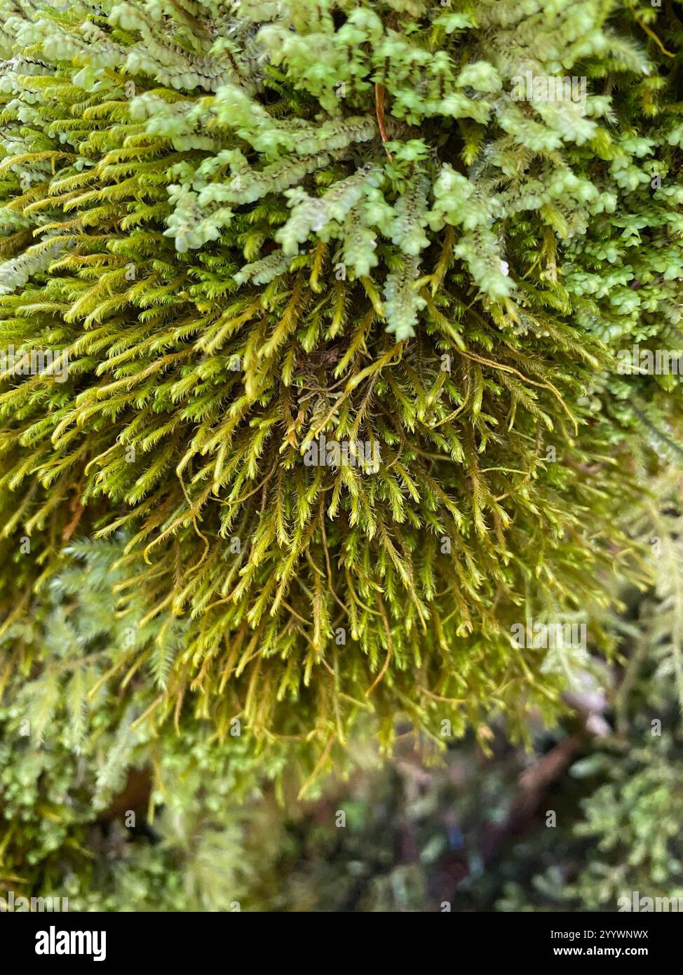 Bent Scissor-leaved Liverwort (Herbertus aduncus Stock Photo - Alamy