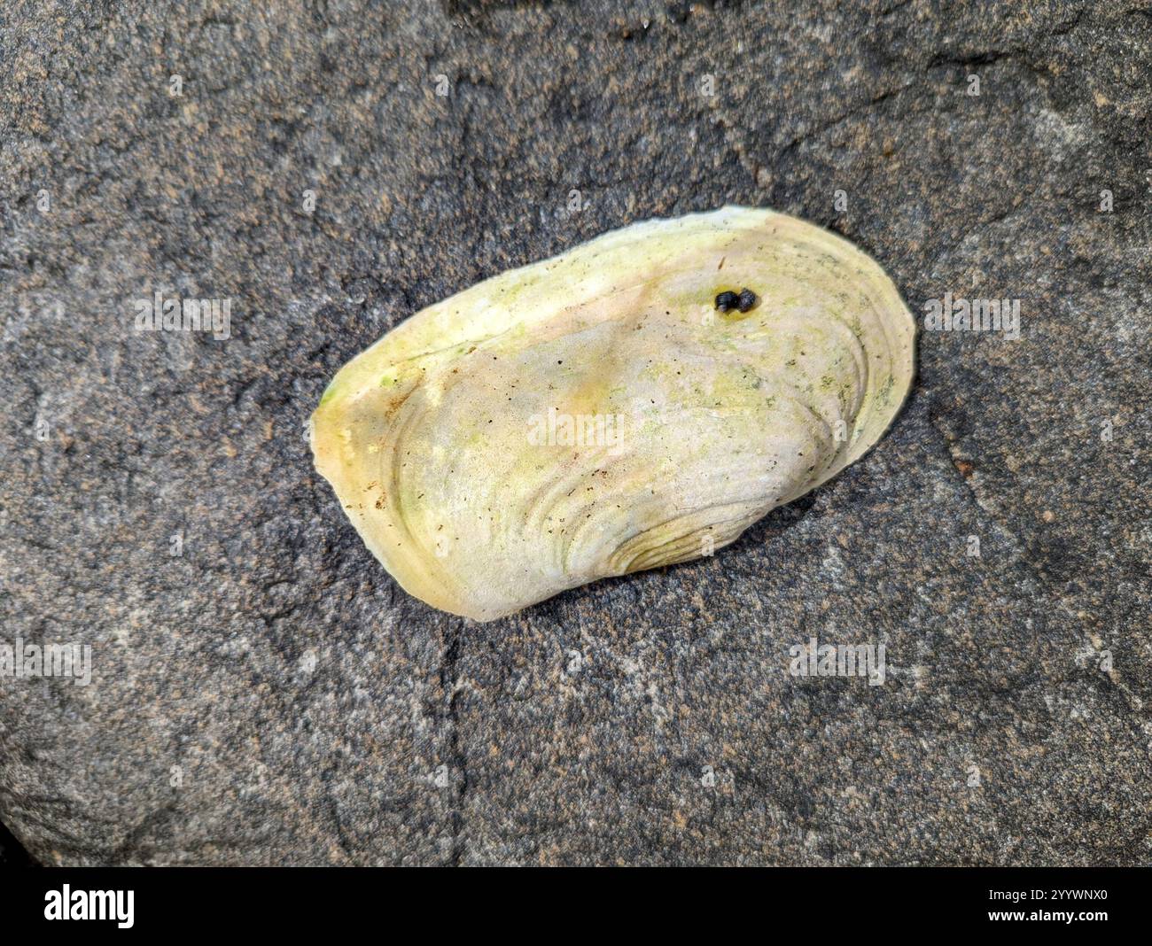 Pacific geoduck hi-res stock photography and images - Alamy