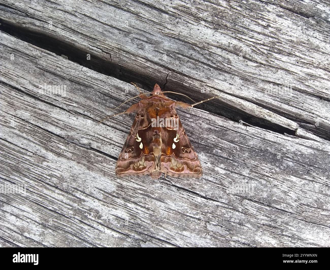 Autographa pulchrina hi-res stock photography and images - Alamy