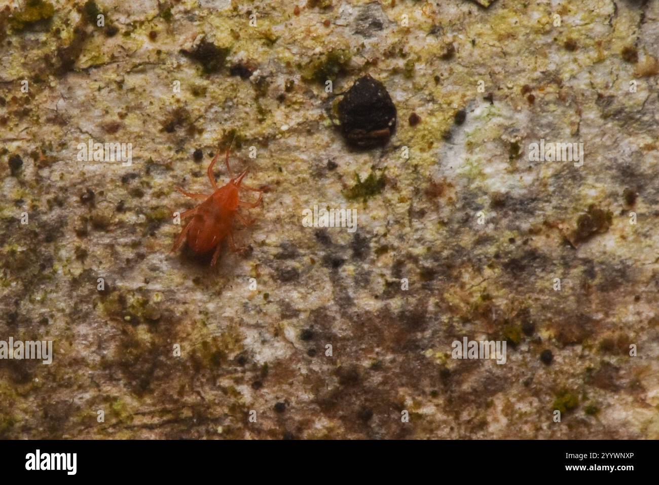 Snout mites hi-res stock photography and images - Alamy